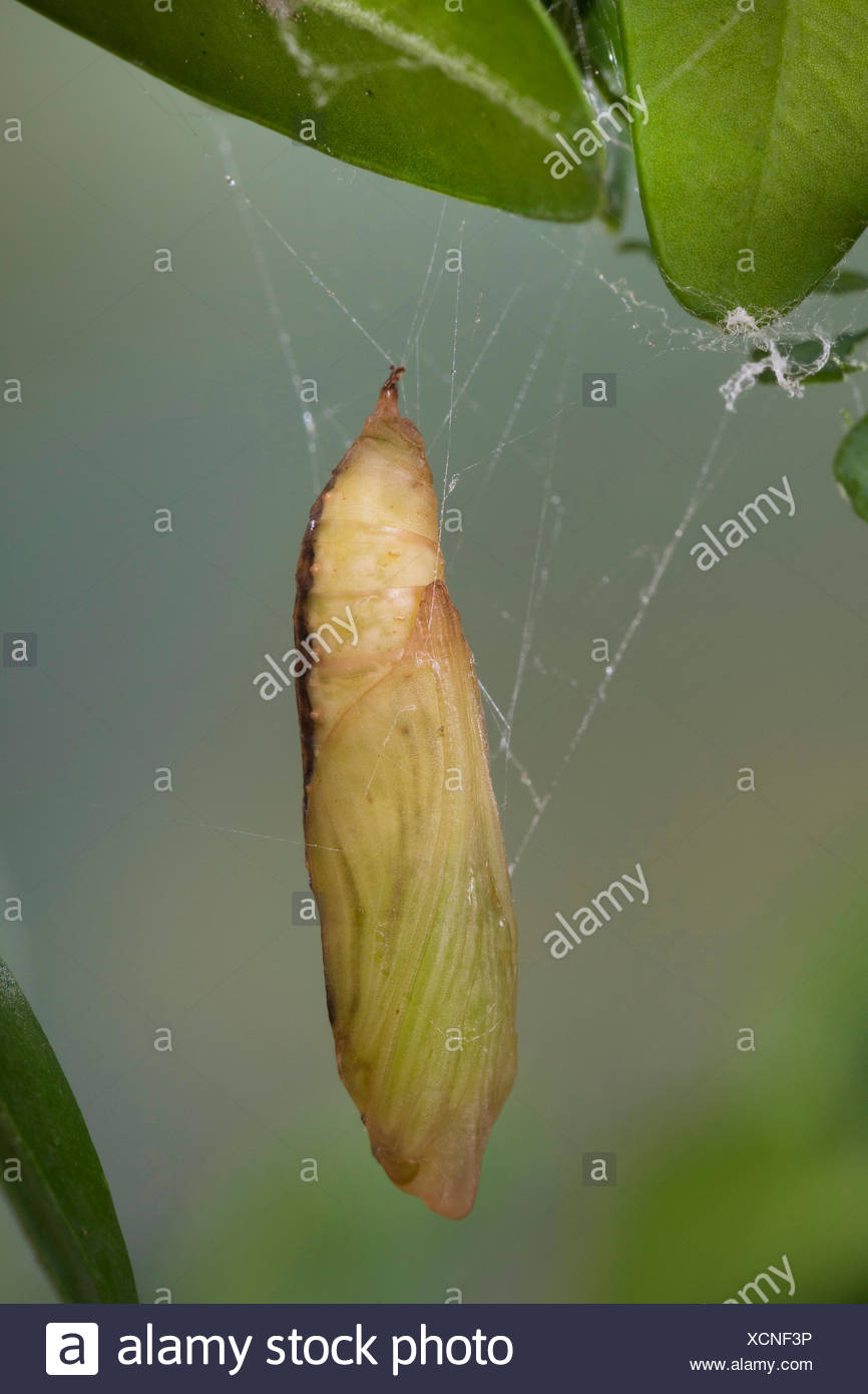 The Box Tree Moth High Resolution Stock Photography and Images - Alamy