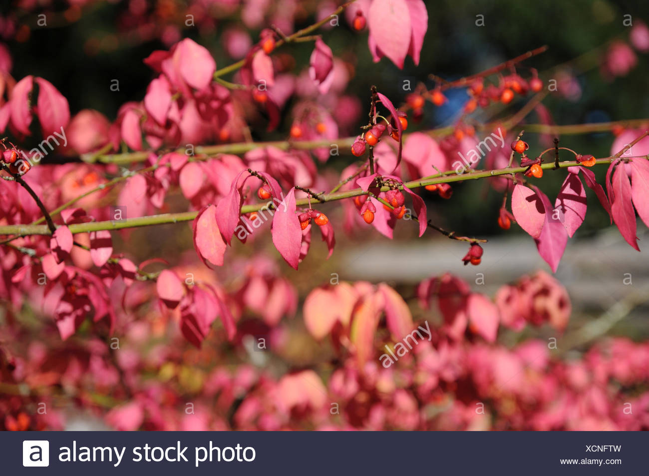 Euonymus Alatus Winged Spindle High Resolution Stock Photography and ...