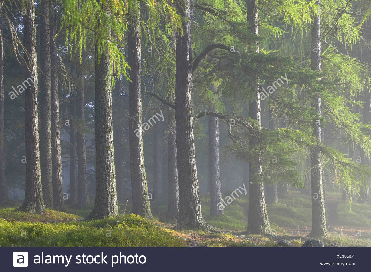 Larch Tree Scotland High Resolution Stock Photography and Images - Alamy