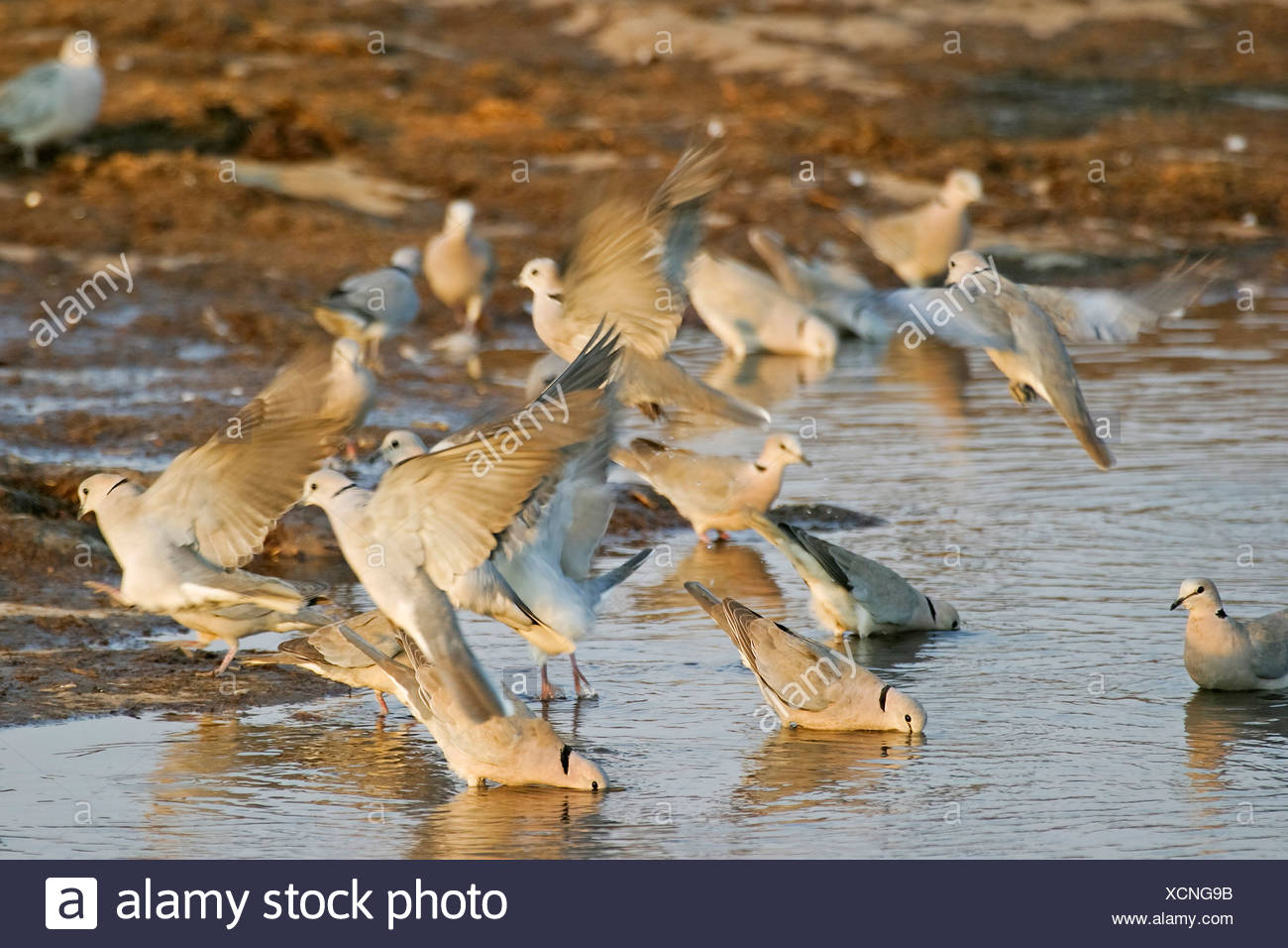 Ring Necked Doves High Resolution Stock Photography and Images - Alamy