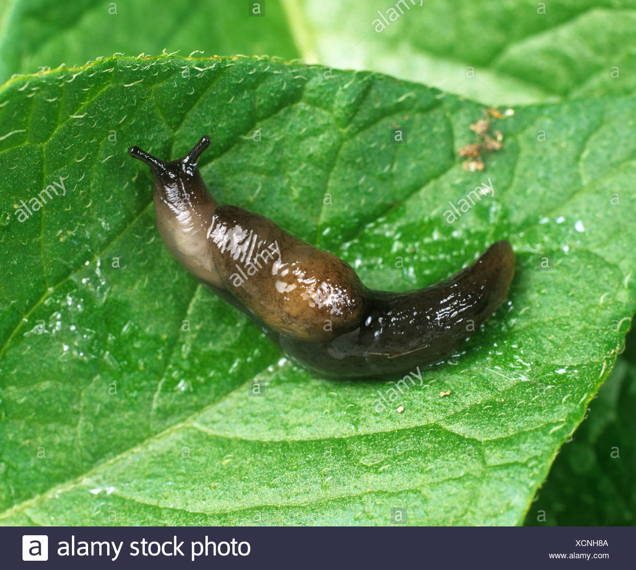 Nematodes Stock Photos & Nematodes Stock Images - Alamy