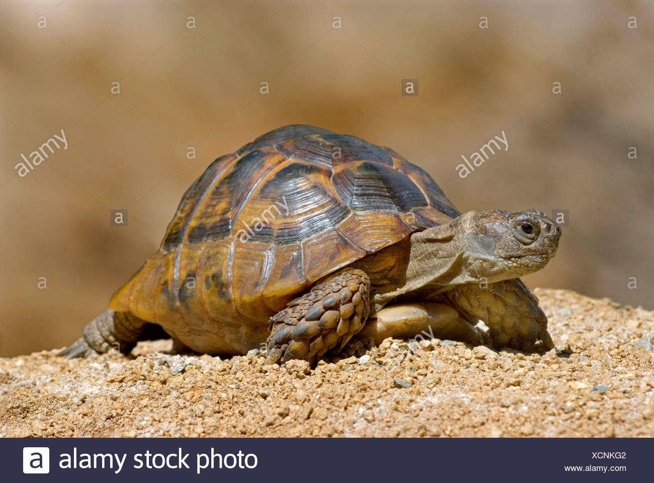 Mediterranean Tortoise High Resolution Stock Photography and Images - Alamy