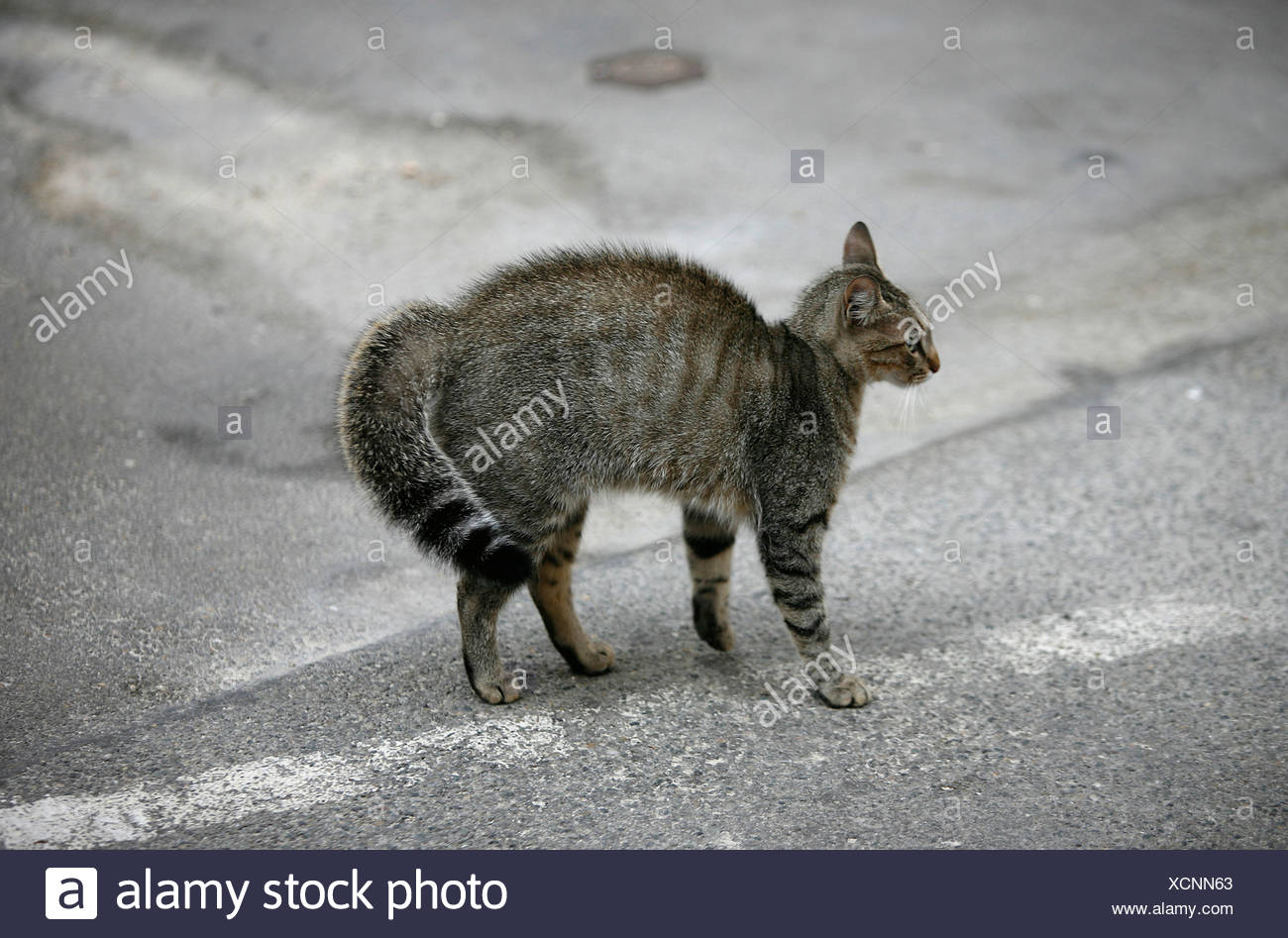 Scared Cat Stock Photos & Scared Cat Stock Images - Alamy