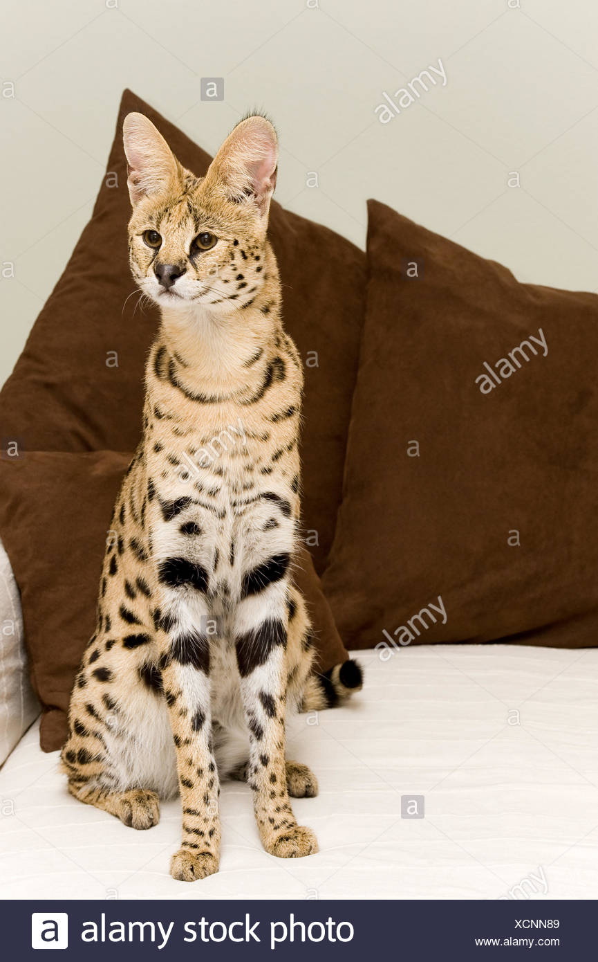 Serval Cat Skin High Resolution Stock Photography and Images - Alamy