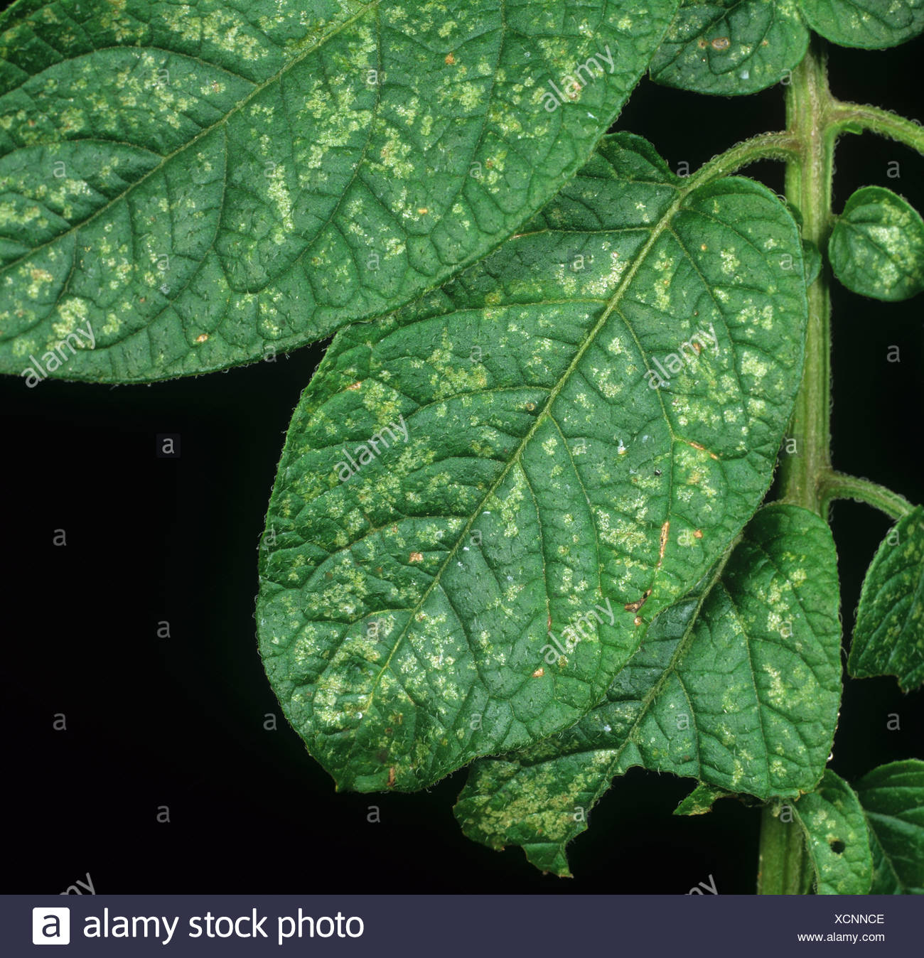 Leafhopper Damage Leaf Stock Photos & Leafhopper Damage Leaf Stock ...