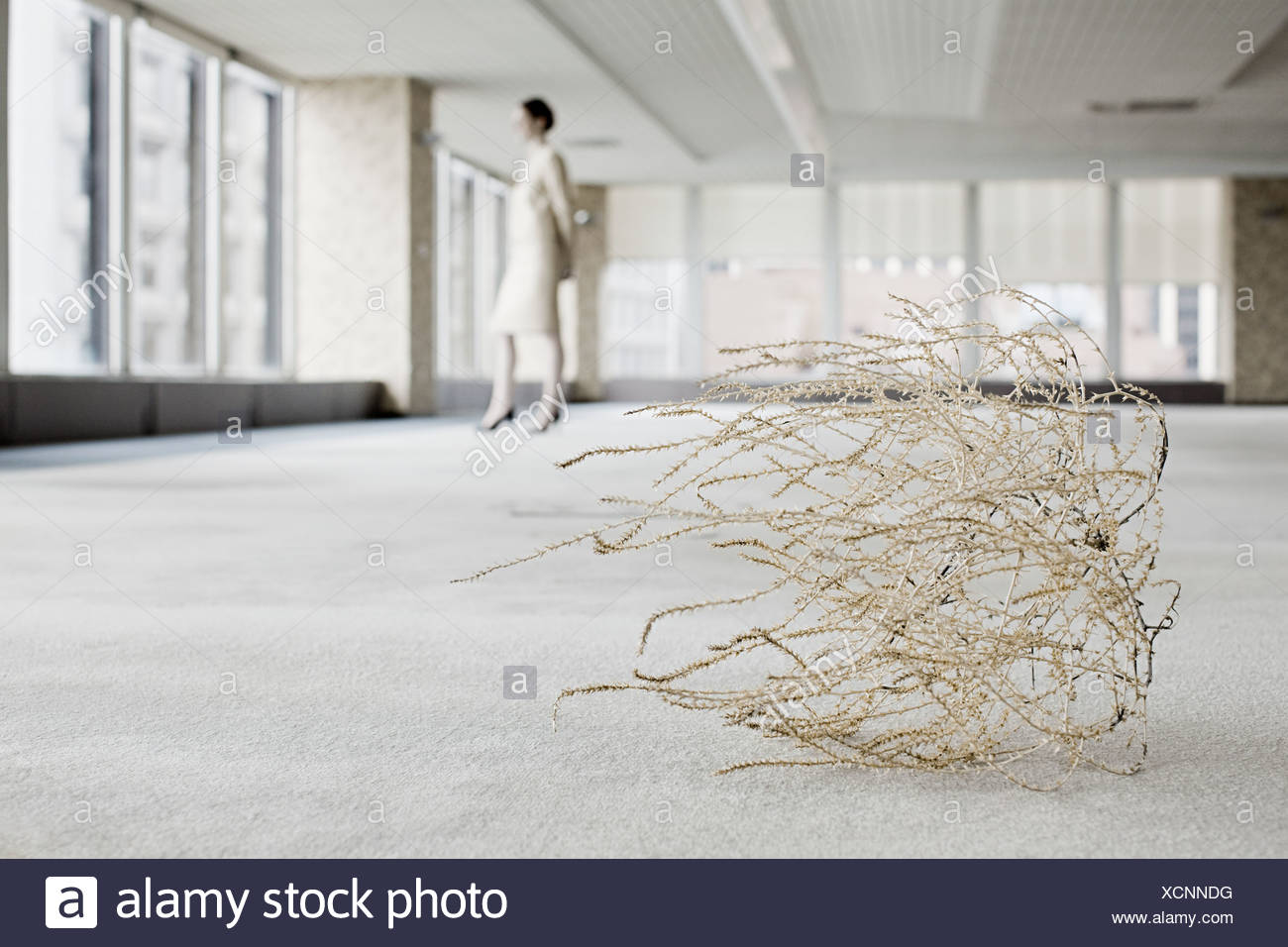 Tumbleweed Stock Photos & Tumbleweed Stock Images - Alamy