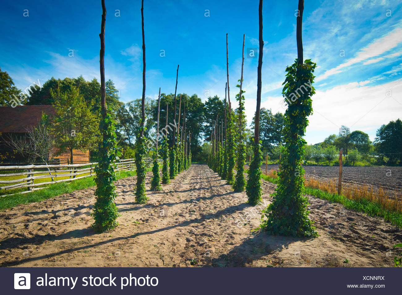 Hop Poles Stock Photos & Hop Poles Stock Images - Alamy