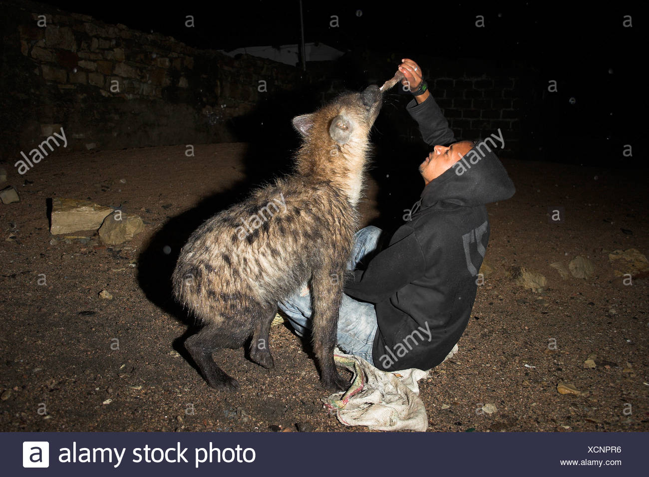 Man Feeding Hyena Harar Ethiopia High Resolution Stock Photography and ...