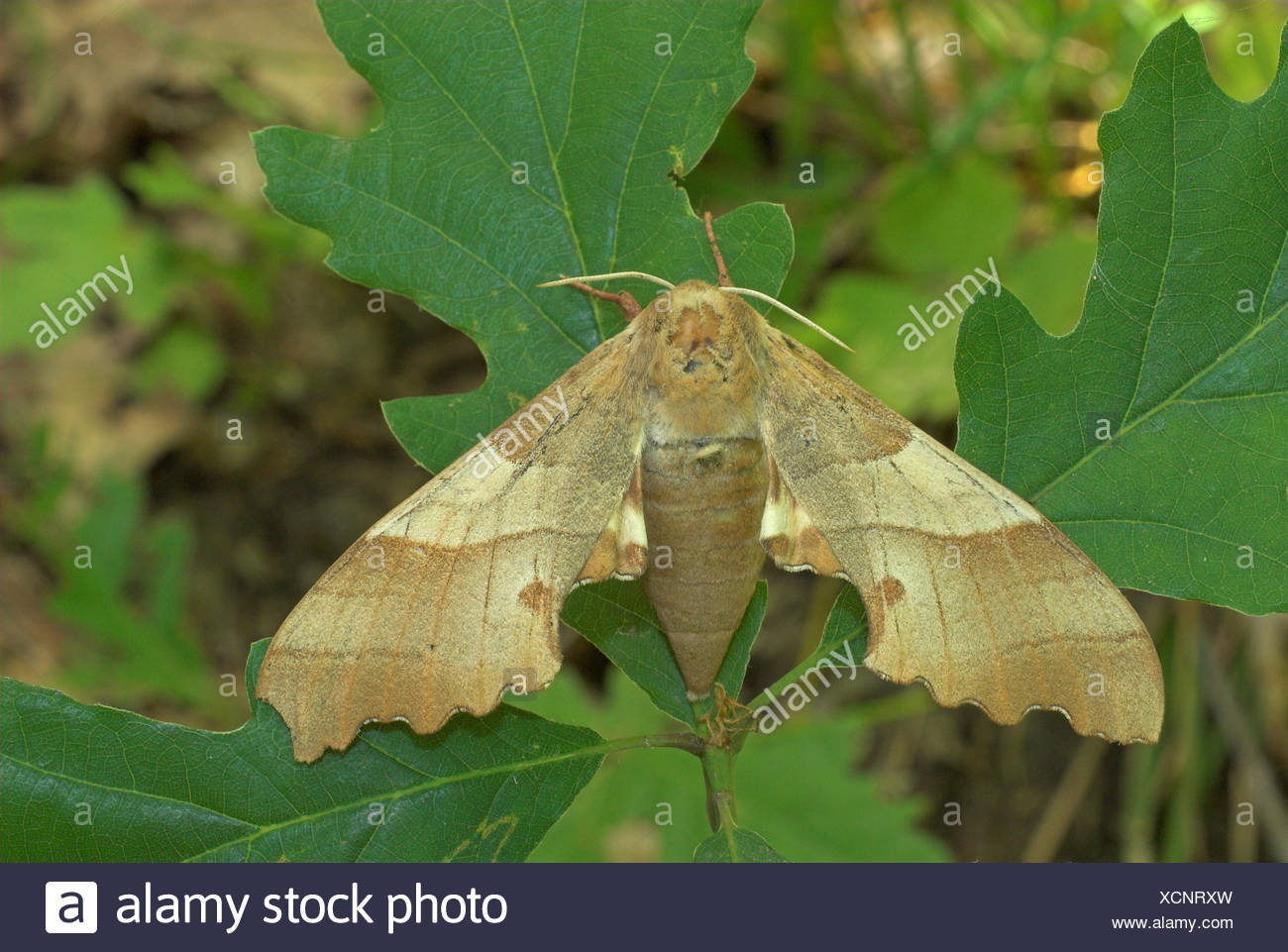 Marumba Quercus High Resolution Stock Photography and Images - Alamy