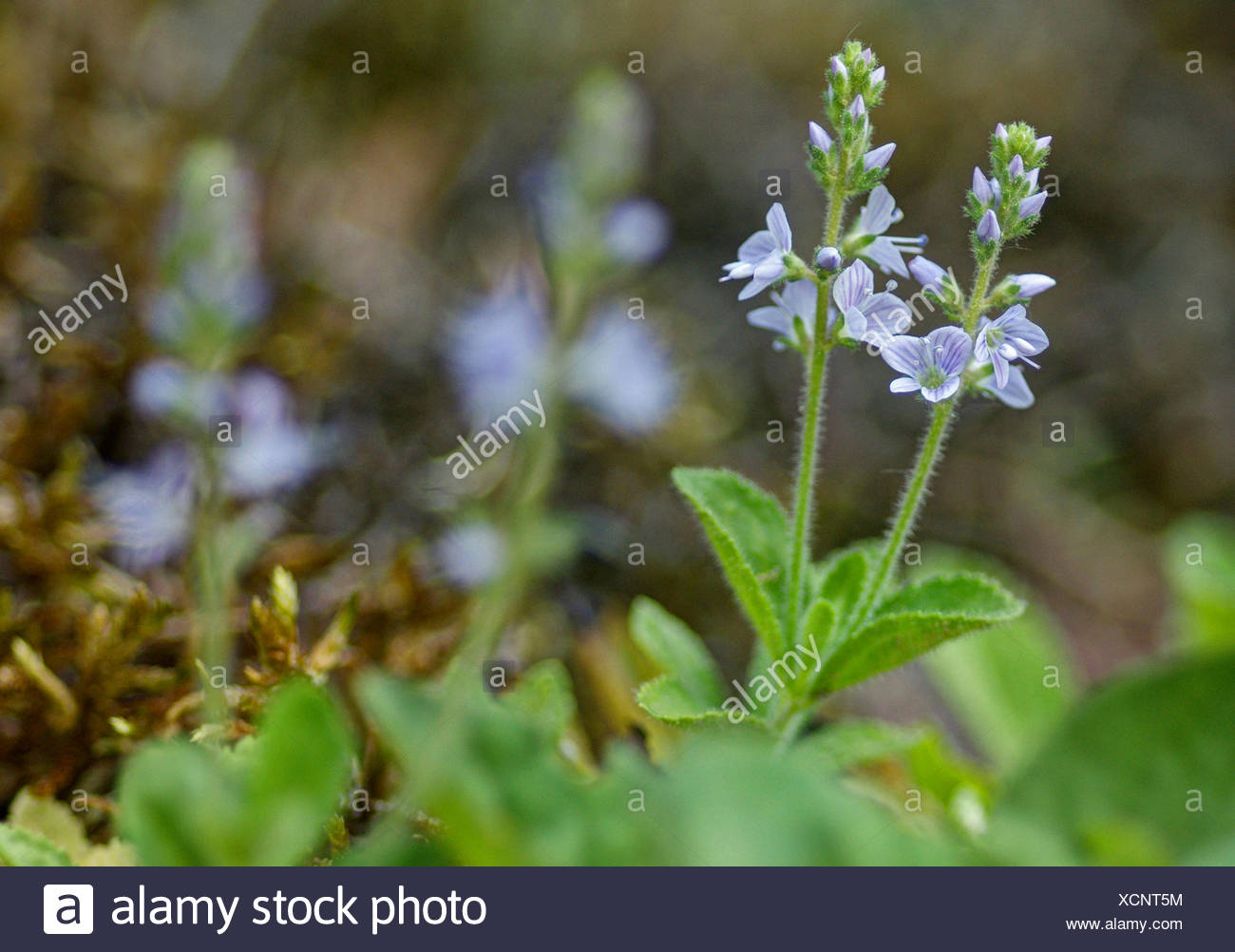 Gypsy Weed High Resolution Stock Photography and Images - Alamy