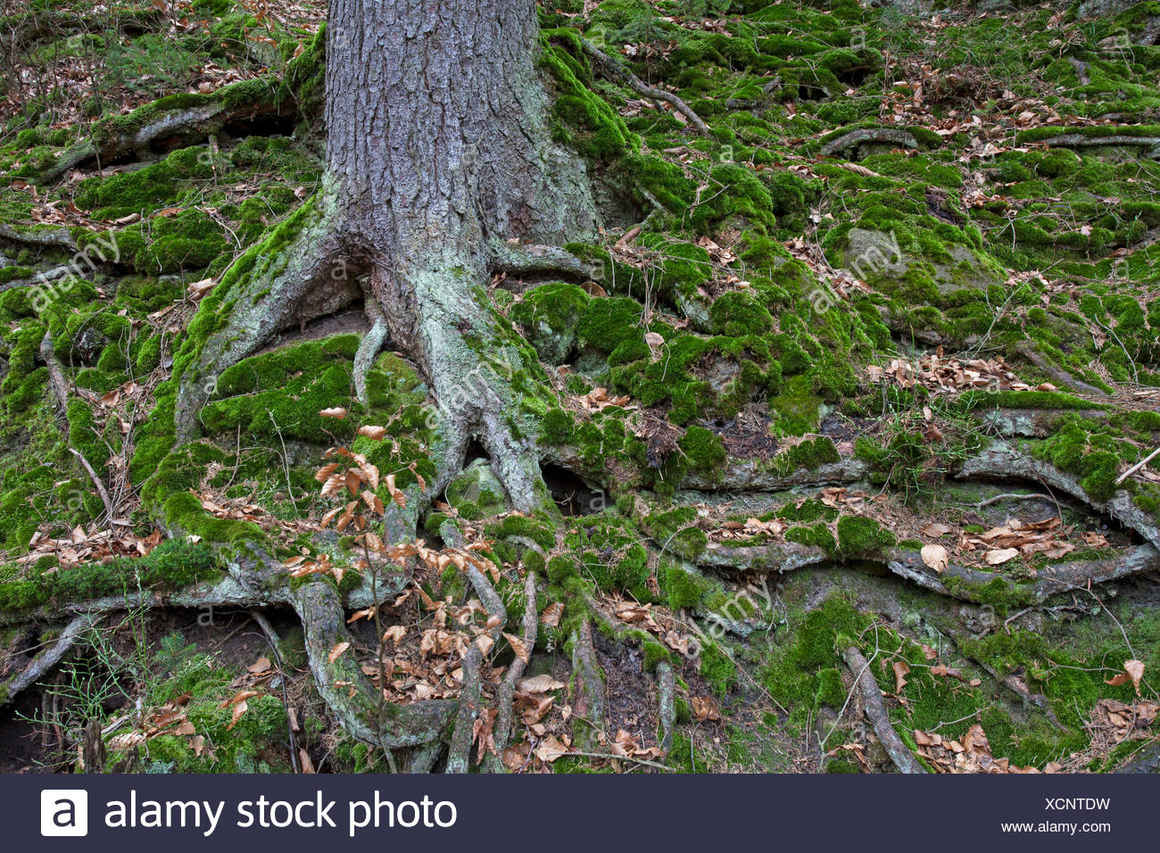 Conifer Roots High Resolution Stock Photography and Images - Alamy