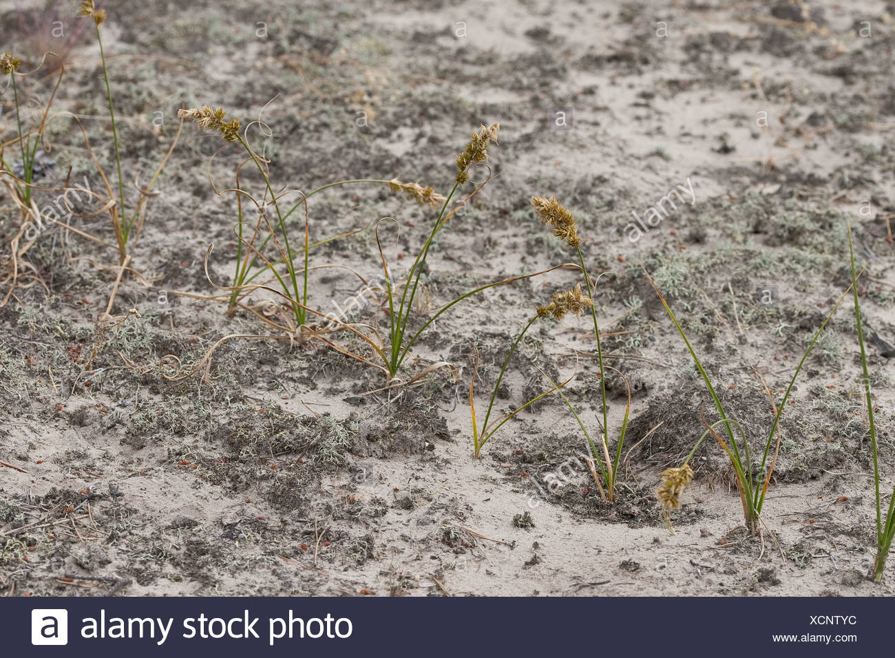 Dune Succession High Resolution Stock Photography and Images - Alamy