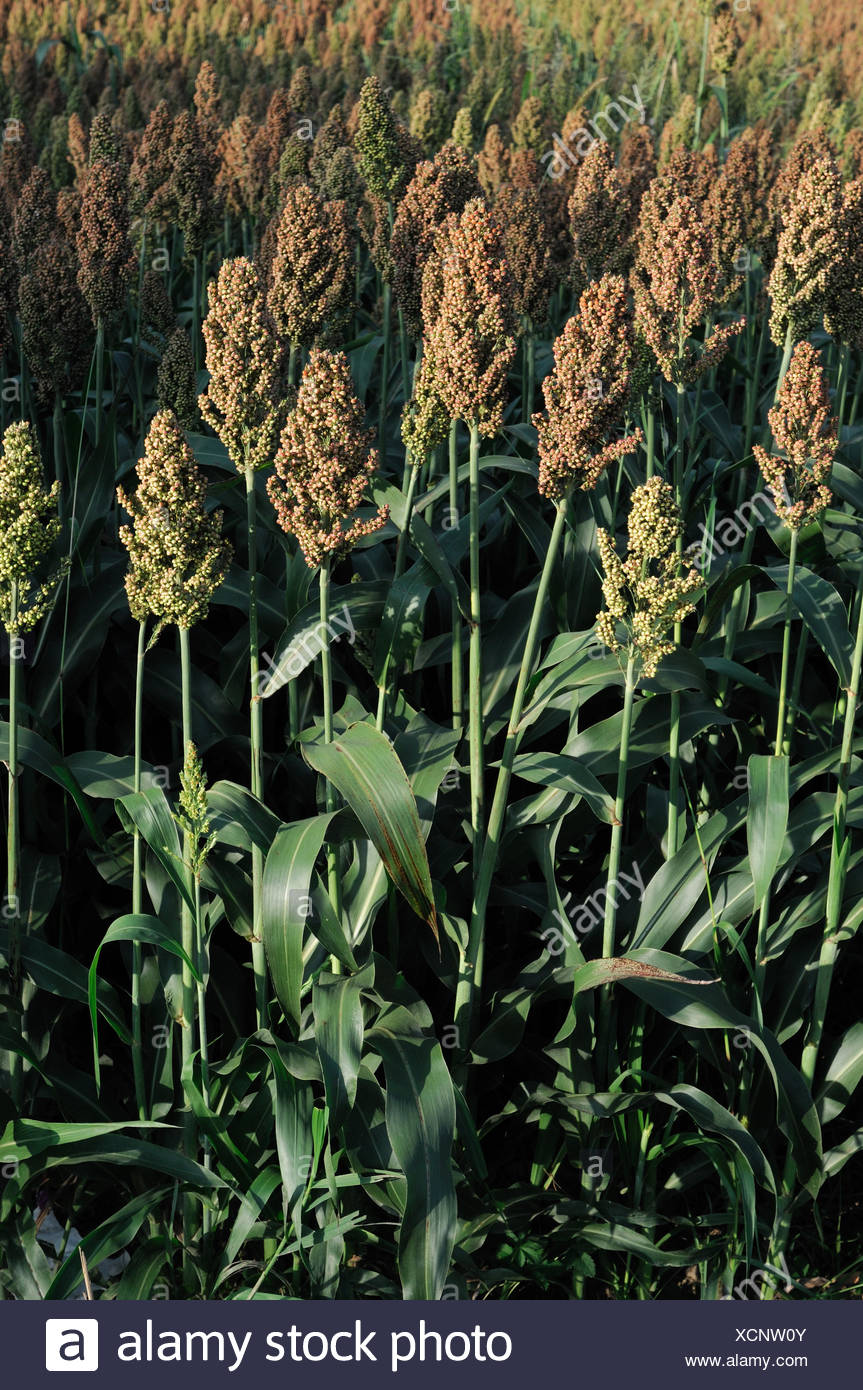 Millets Farm High Resolution Stock Photography and Images - Alamy