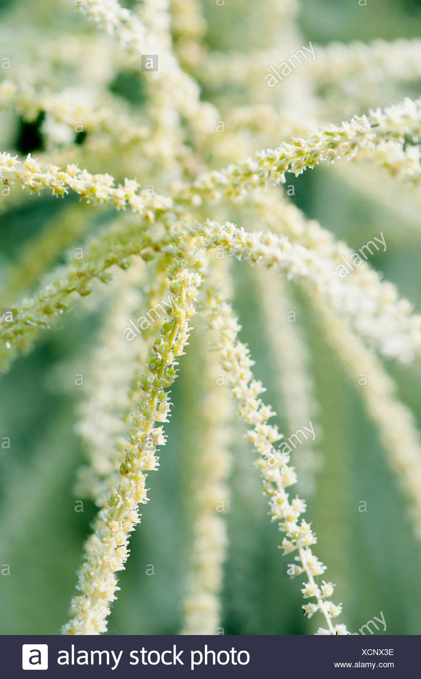 Himalayan White Flower High Resolution Stock Photography and Images - Alamy