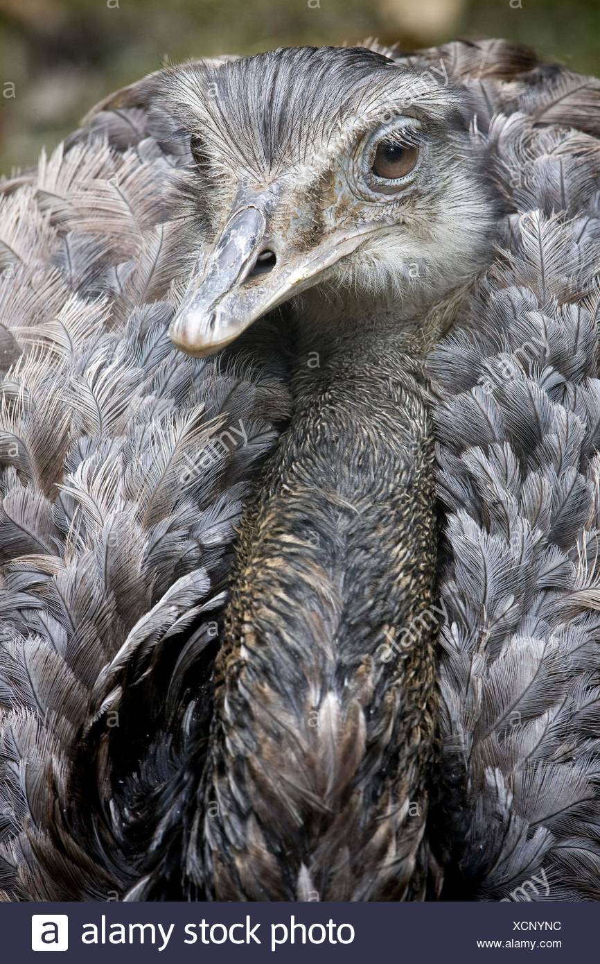 American Rheas High Resolution Stock Photography and Images - Alamy