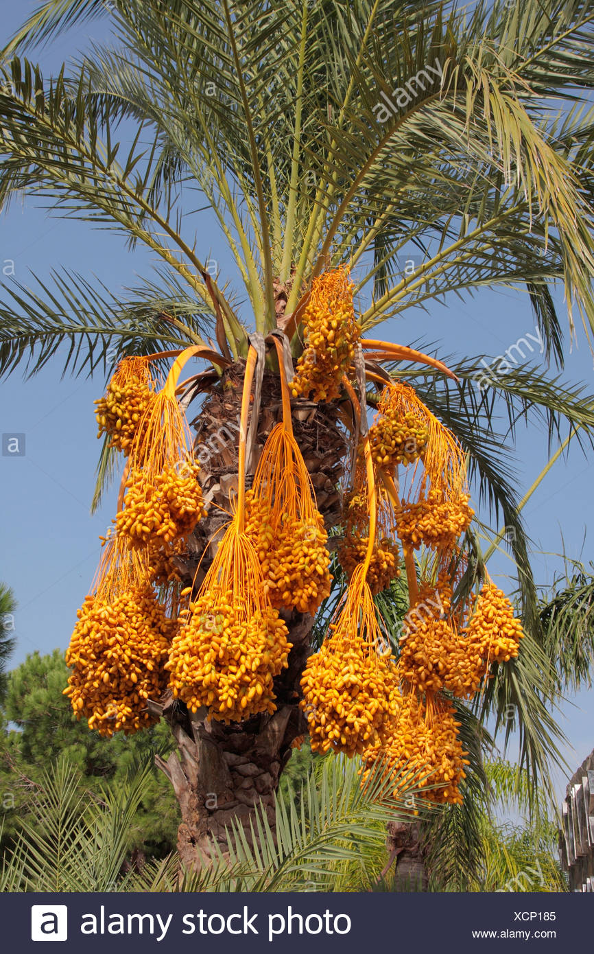 Date Palm Phoenix Dactylifera High Resolution Stock Photography and ...