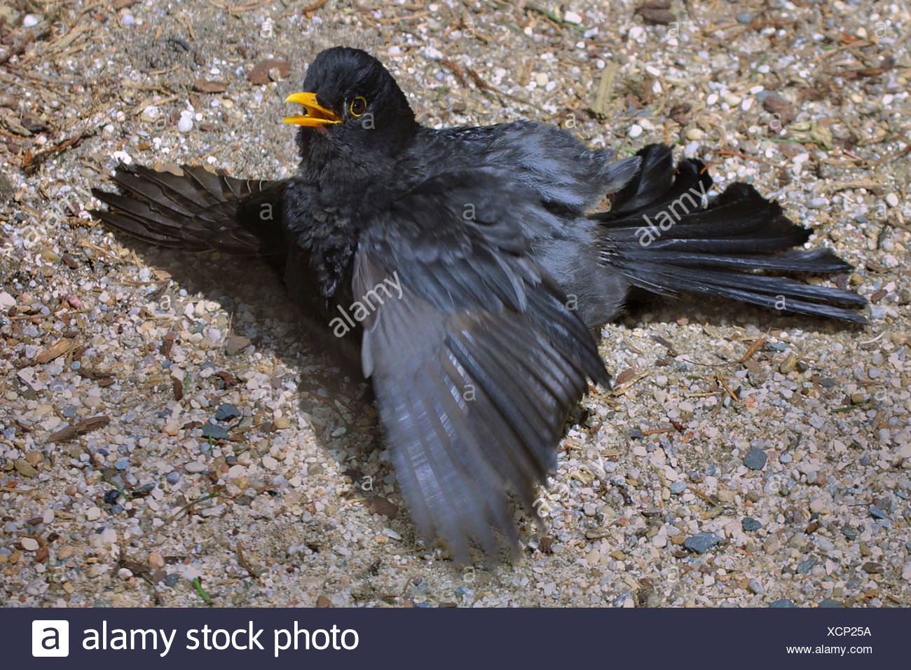 Blackbird Sunbathing High Resolution Stock Photography and Images - Alamy