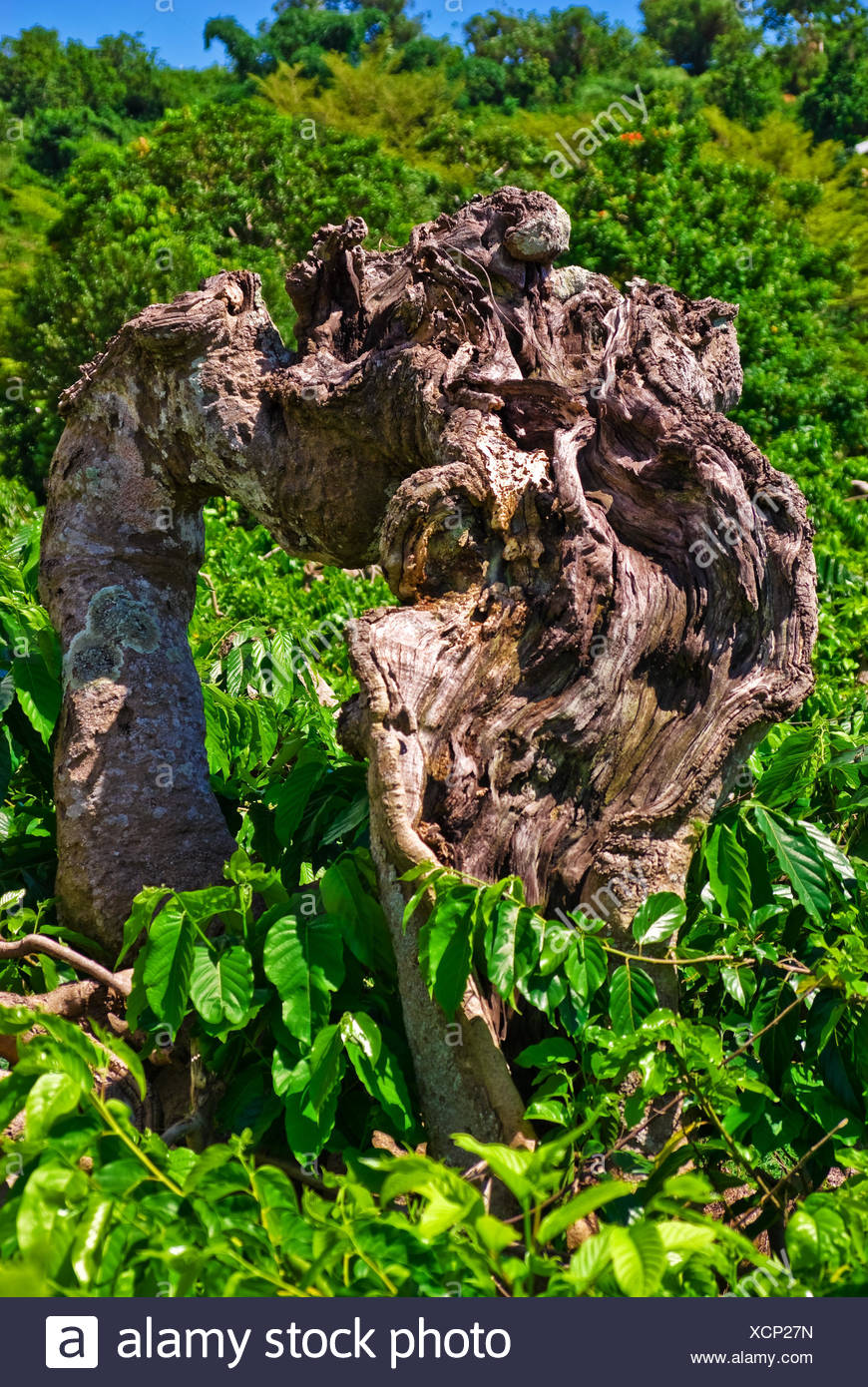 Ylang Ylang Cananga Odorata Tree Stock Photos & Ylang Ylang Cananga ...