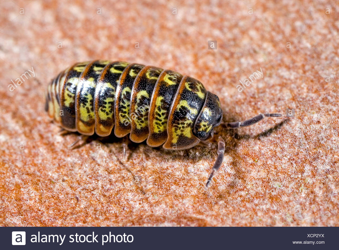 Pillbugs High Resolution Stock Photography and Images - Alamy
