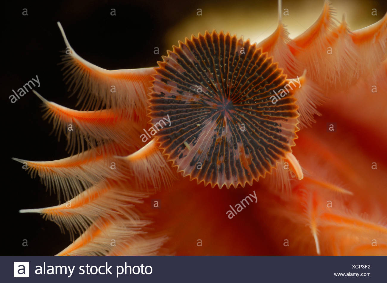 Red Tube Worms High Resolution Stock Photography and Images - Alamy