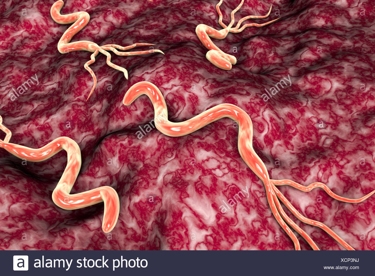 Helicobacter Pylori Bacteria Stock Photos & Helicobacter Pylori ...