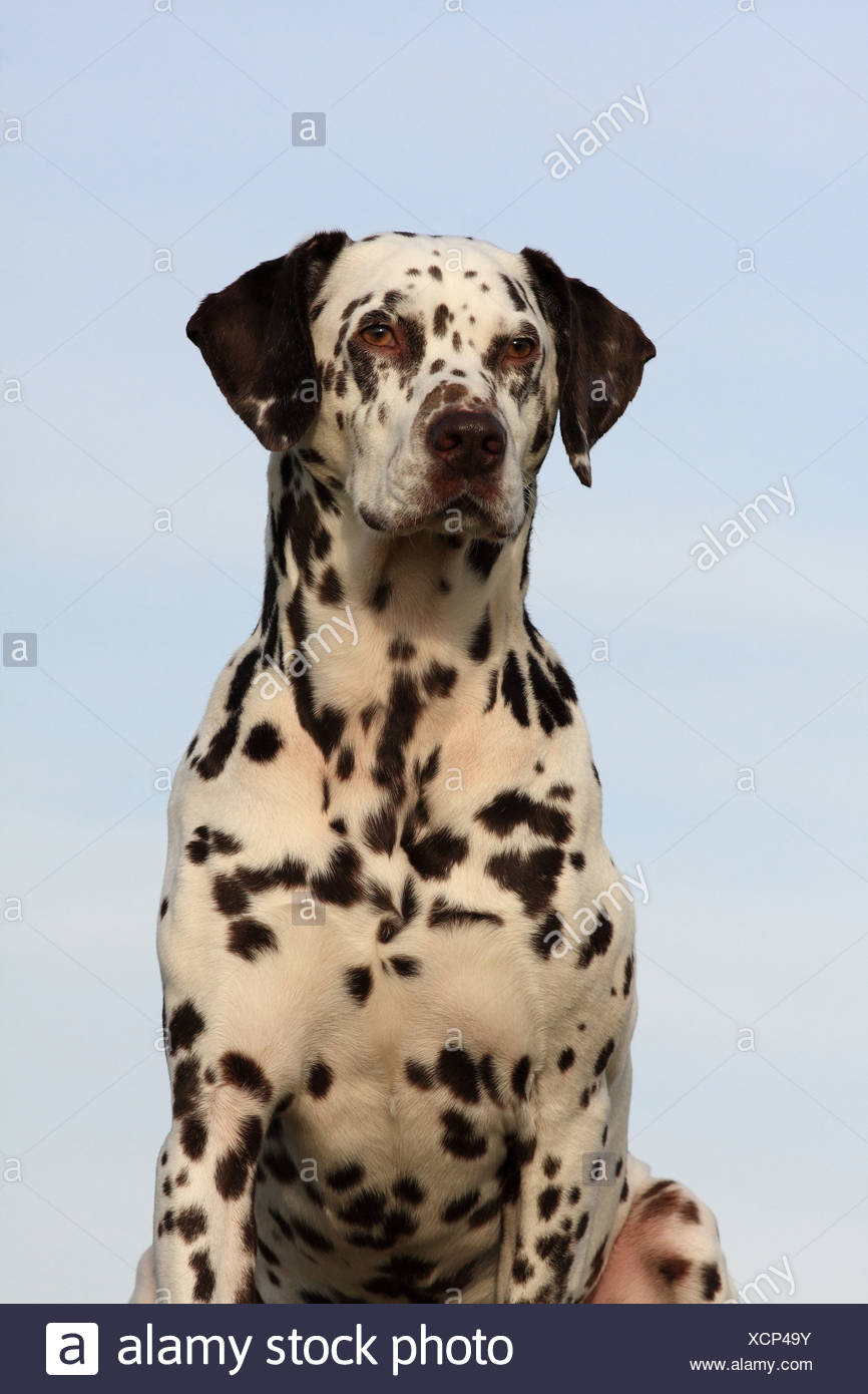 Brown And Black Dalmatians High Resolution Stock Photography and Images ...