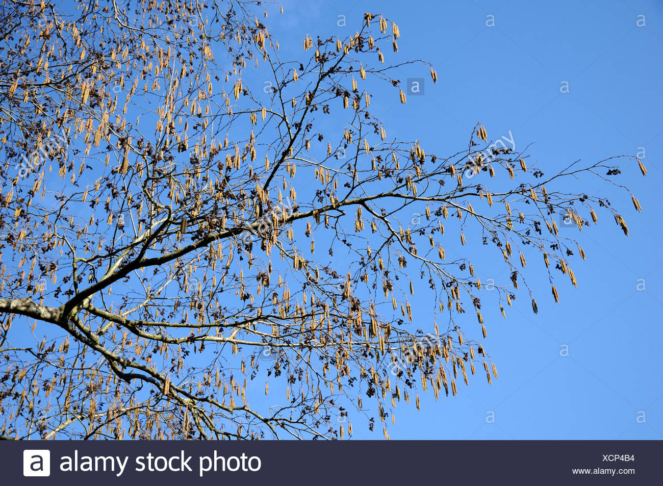 Grey Alder Tree High Resolution Stock Photography and Images - Alamy