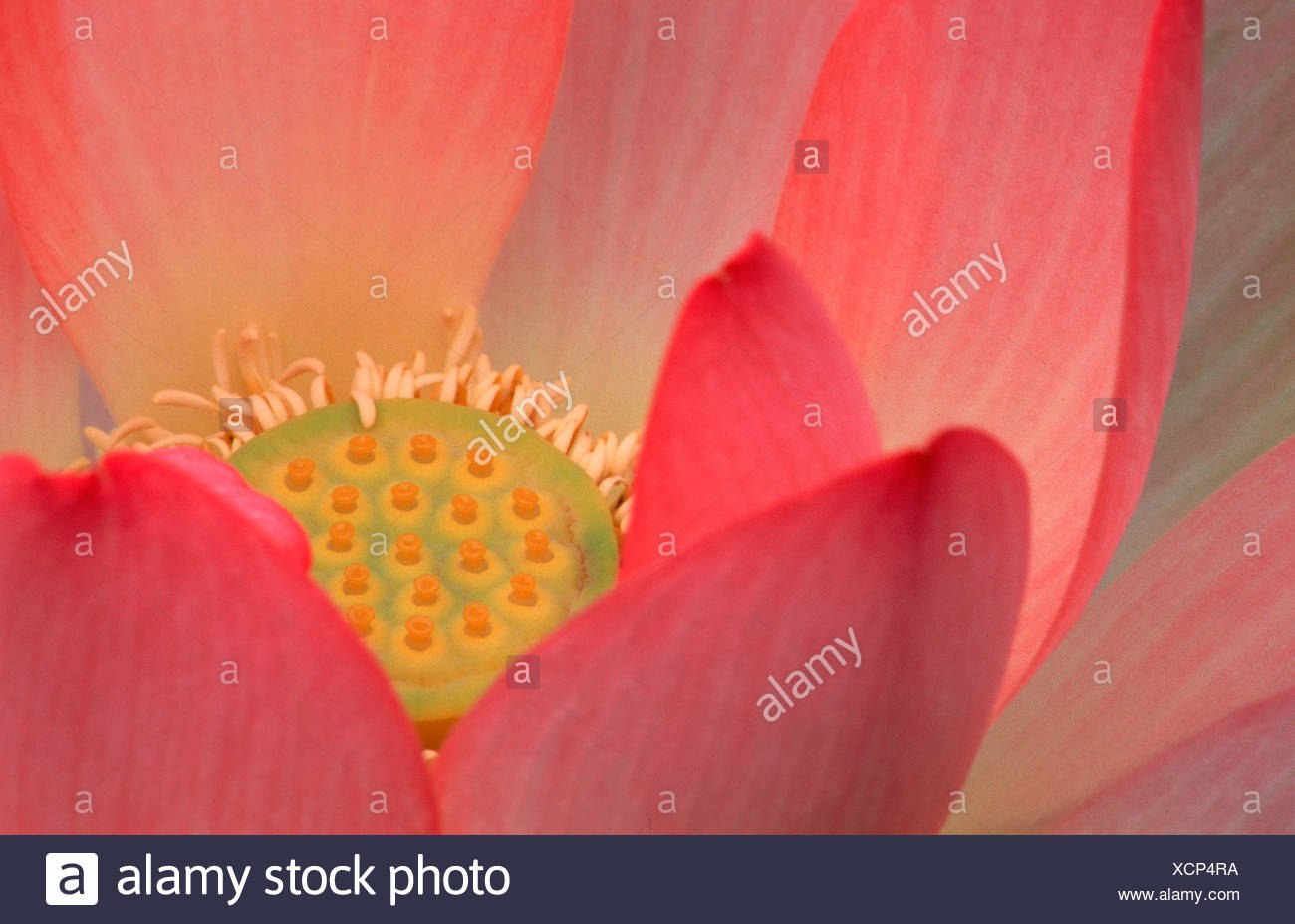 Lotus Stalk High Resolution Stock Photography and Images - Alamy