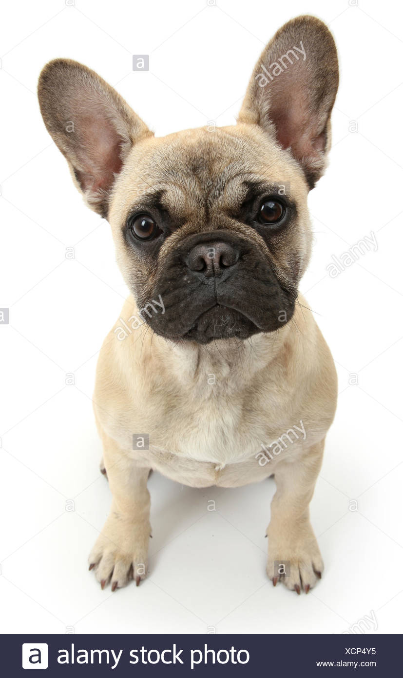Bulldog Sitting Down High Resolution Stock Photography and Images - Alamy