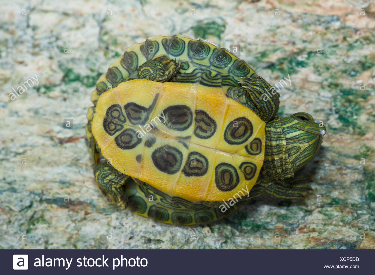 Red Eared Slider Turtles Stock Photos & Red Eared Slider Turtles Stock ...
