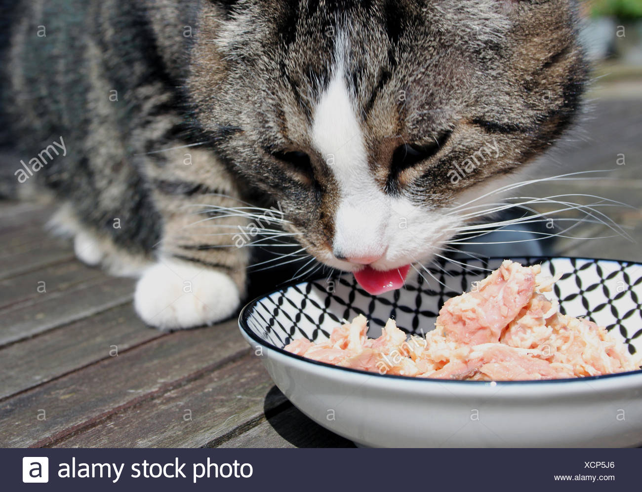 Frisst Stock Photos & Frisst Stock Images - Alamy
