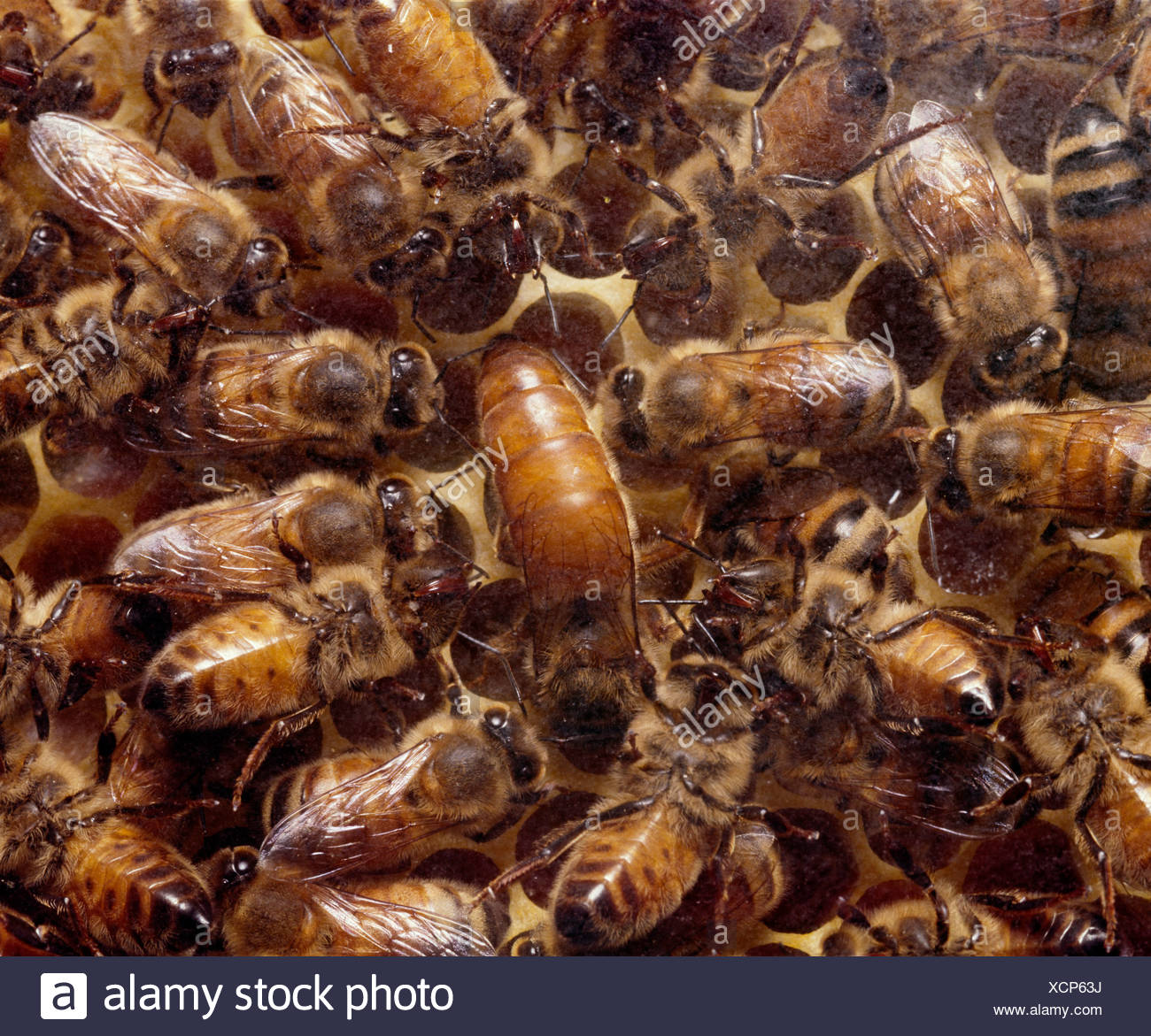 Queen Bee Laying Egg High Resolution Stock Photography and Images - Alamy
