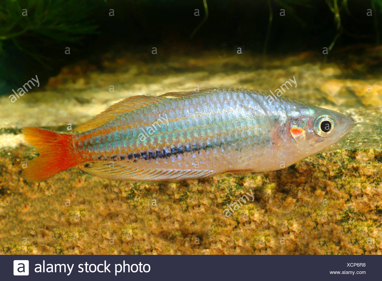 Endemic Fish High Resolution Stock Photography and Images - Alamy