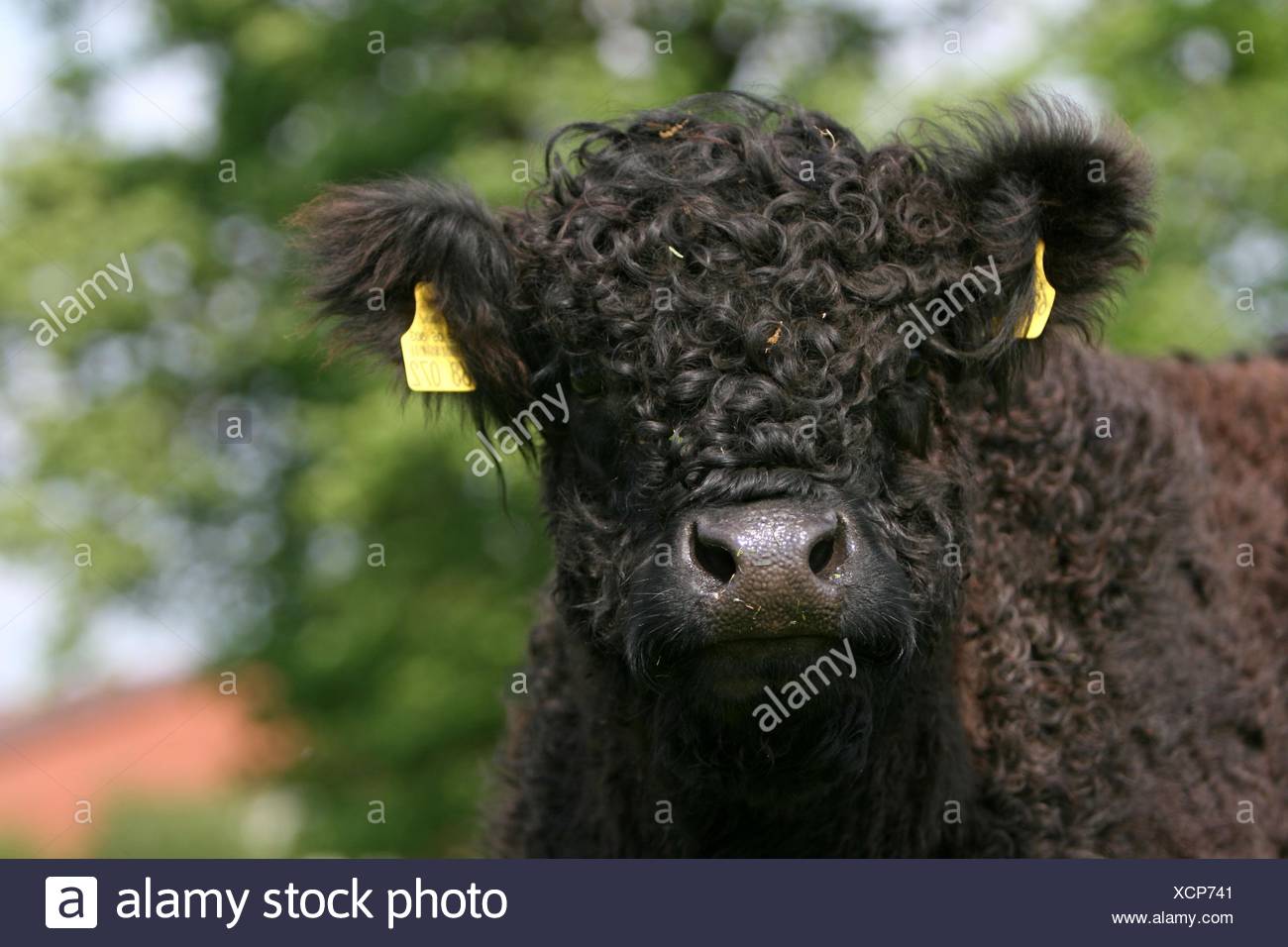 Curly Haired Cow High Resolution Stock Photography and Images - Alamy