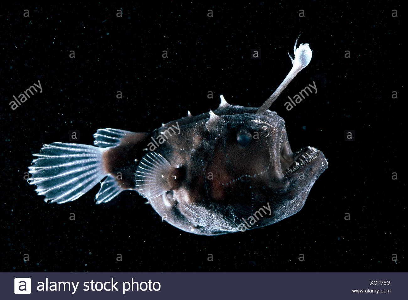 Lophiiformes Anglerfish High Resolution Stock Photography and Images ...