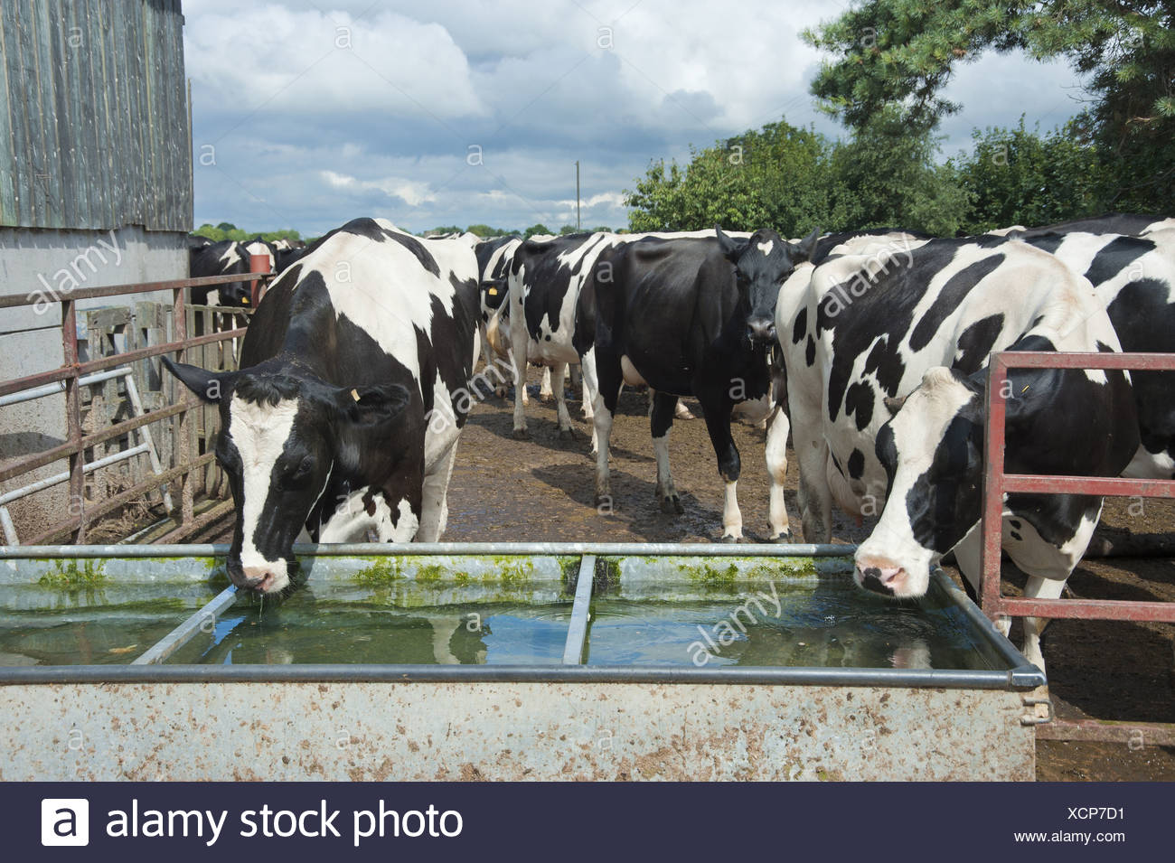 Cattle Drinking Water Trough High Resolution Stock Photography and ...