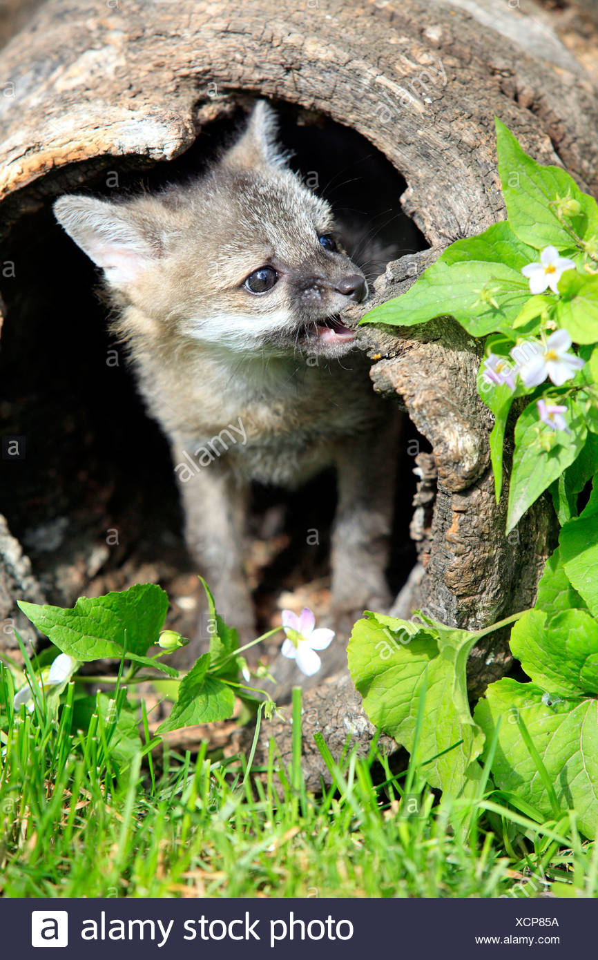 Grey Fox Cub High Resolution Stock Photography and Images - Alamy