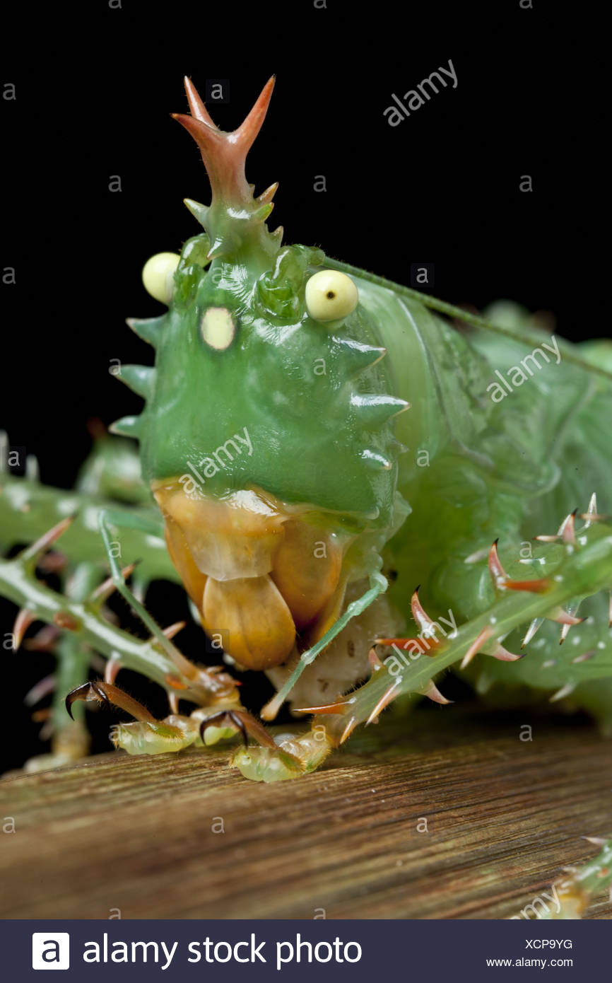 Orthoptera Panacanthus High Resolution Stock Photography and Images - Alamy
