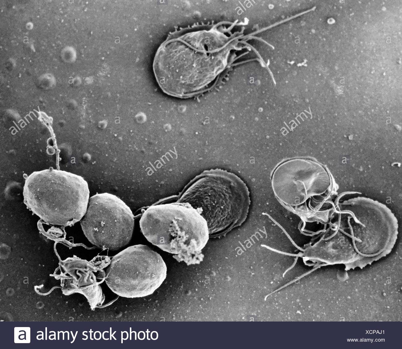 Giardia Protozoan Stock Photos & Giardia Protozoan Stock Images - Alamy