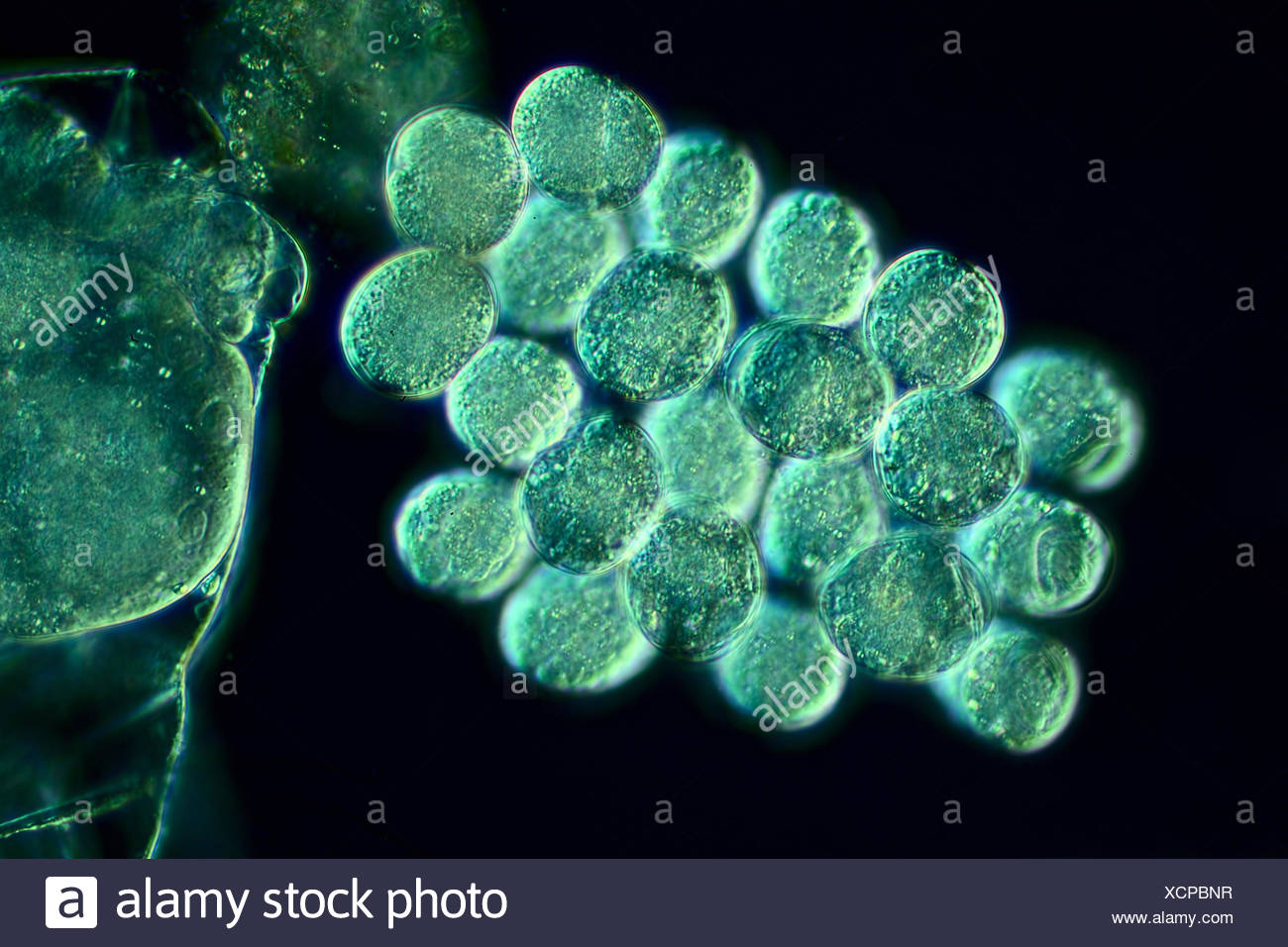 Platyzoa Stock Photos & Platyzoa Stock Images - Alamy