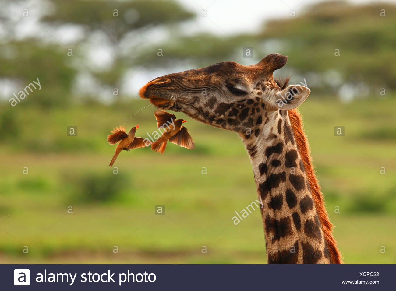 Eating Insects Stock Photos & Eating Insects Stock Images - Alamy