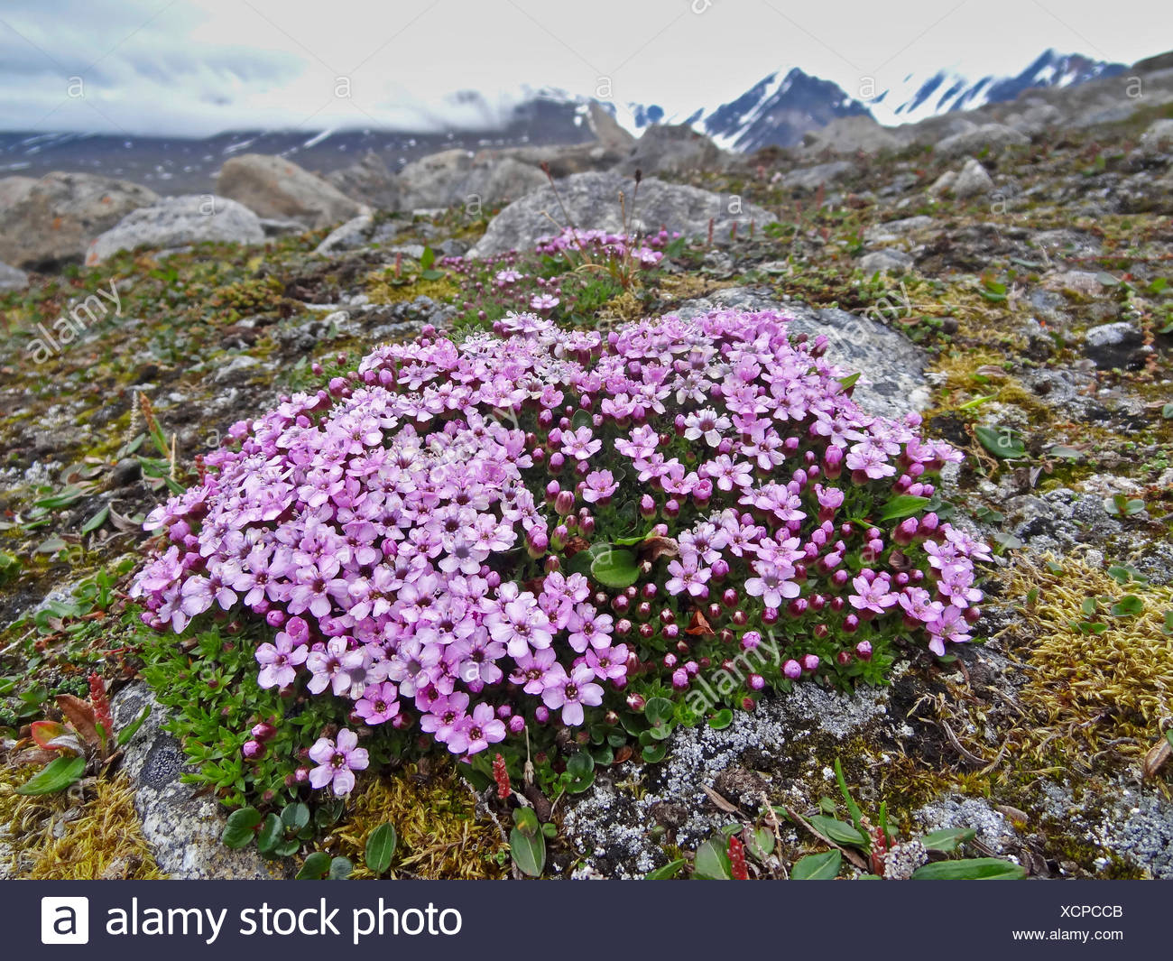 Silene Acaulis High Resolution Stock Photography and Images - Alamy