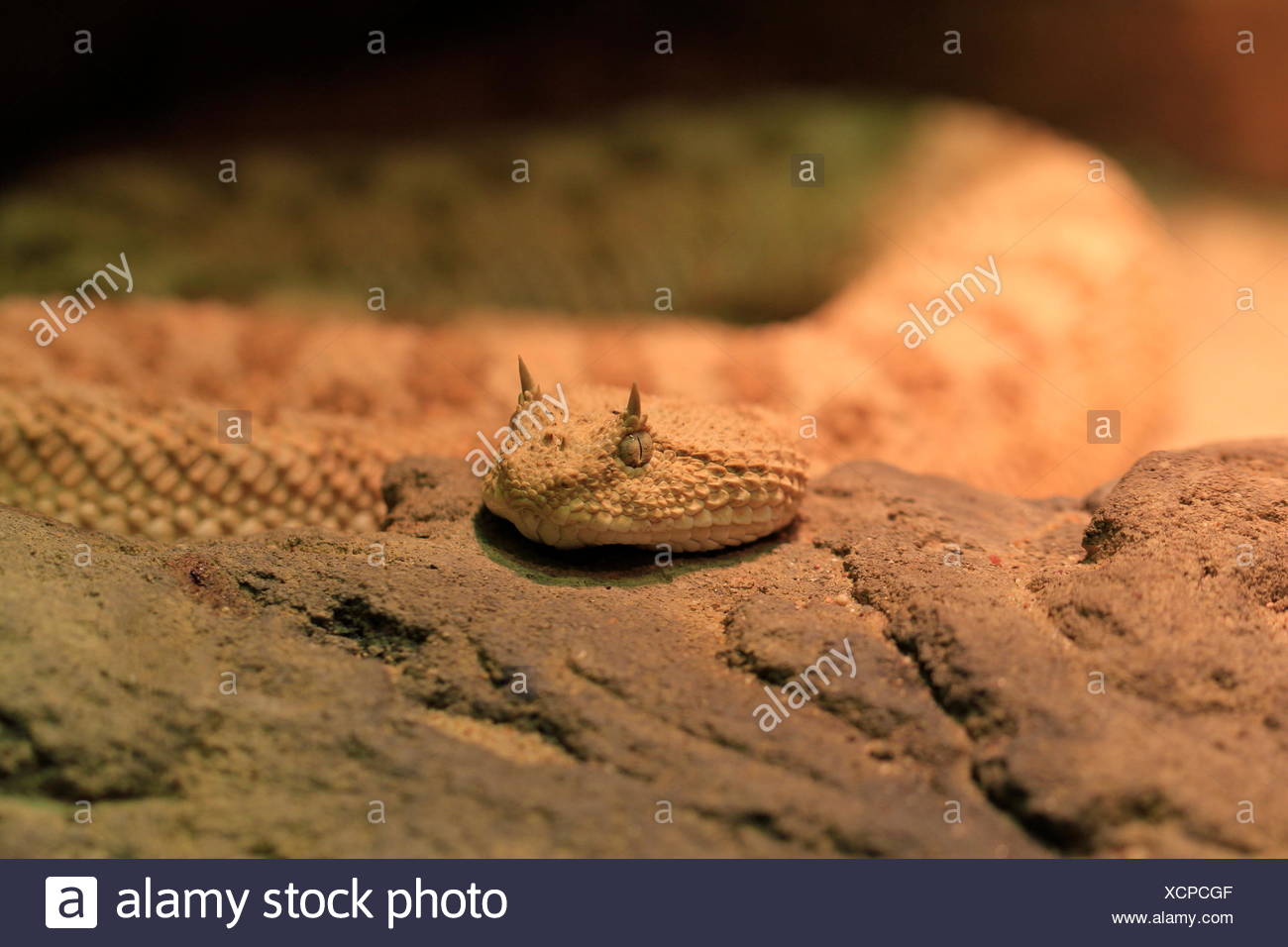 Hornviper High Resolution Stock Photography and Images - Alamy