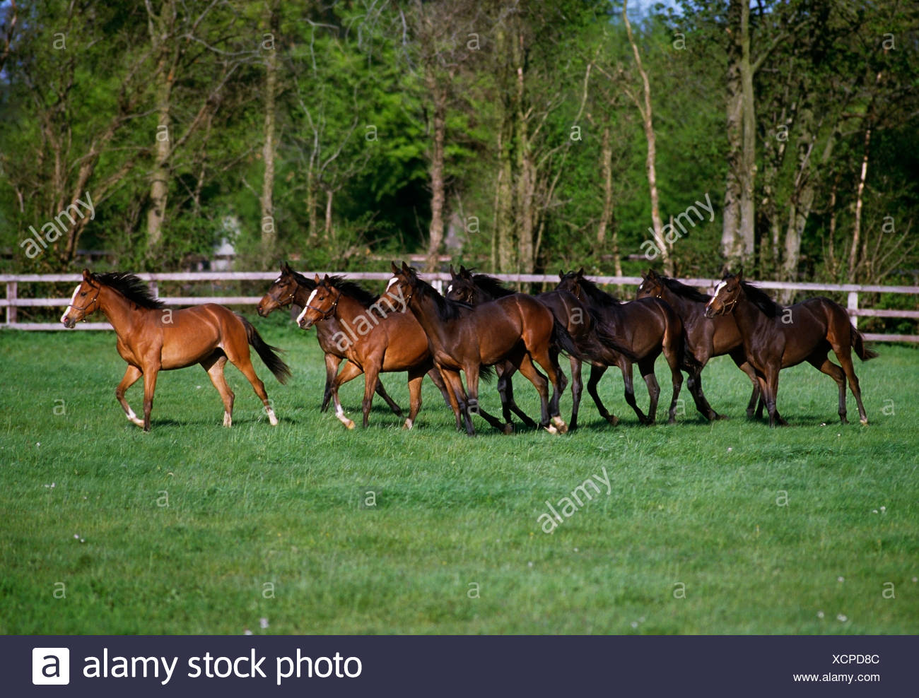 Yearling Thoroughbred Stock Photos & Yearling Thoroughbred Stock Images ...