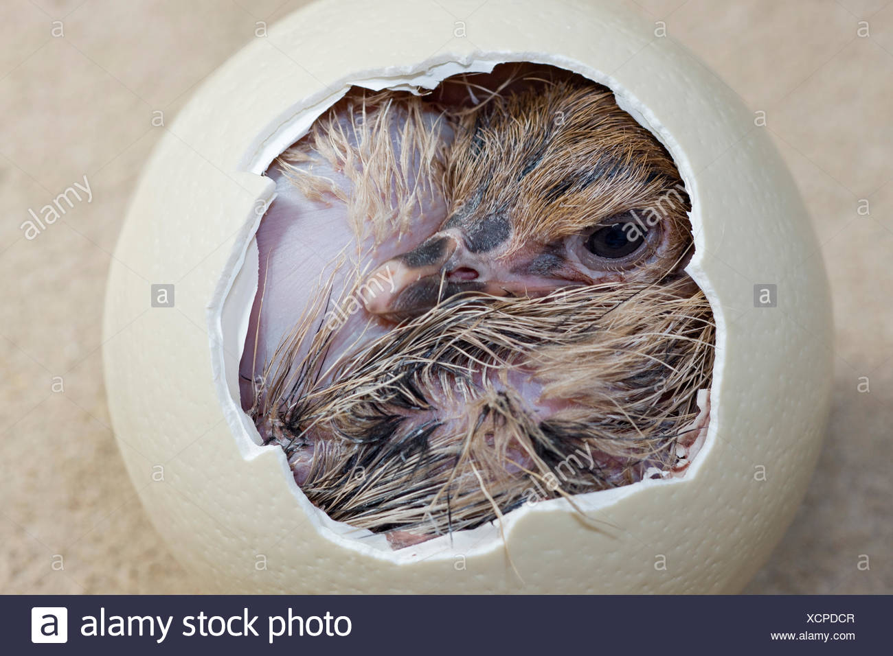 Chick Hatching Egg High Resolution Stock Photography and Images - Alamy