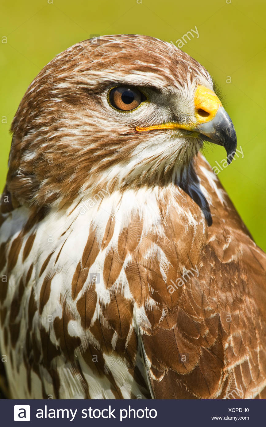 Buzzard Hawk High Resolution Stock Photography and Images - Alamy