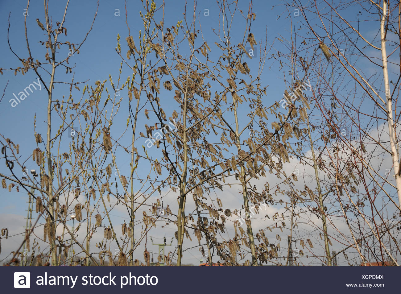 Aspen Tree Flower Stock Photos & Aspen Tree Flower Stock Images - Alamy