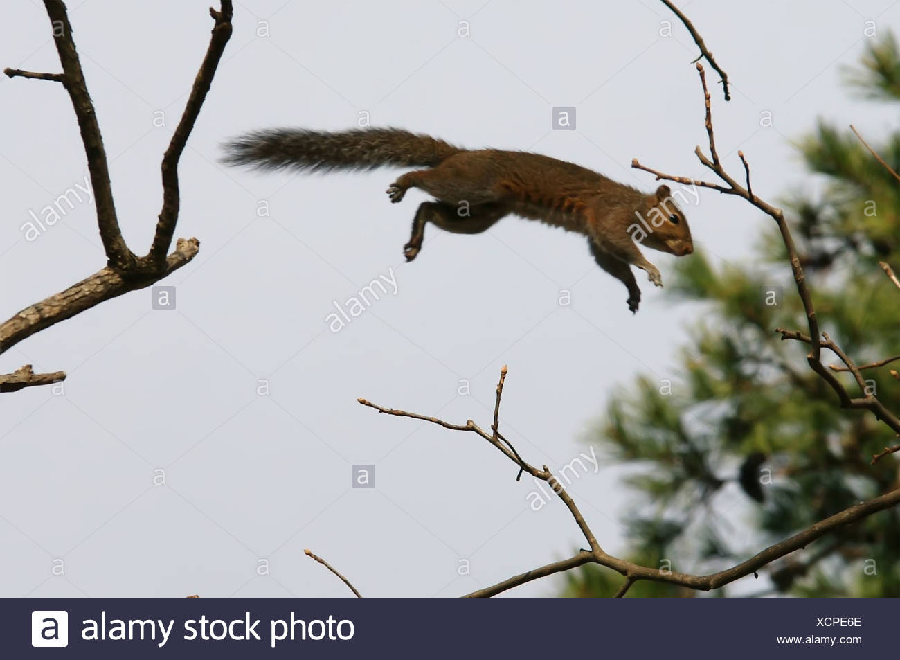 Flying Squirrel High Resolution Stock Photography and Images - Alamy