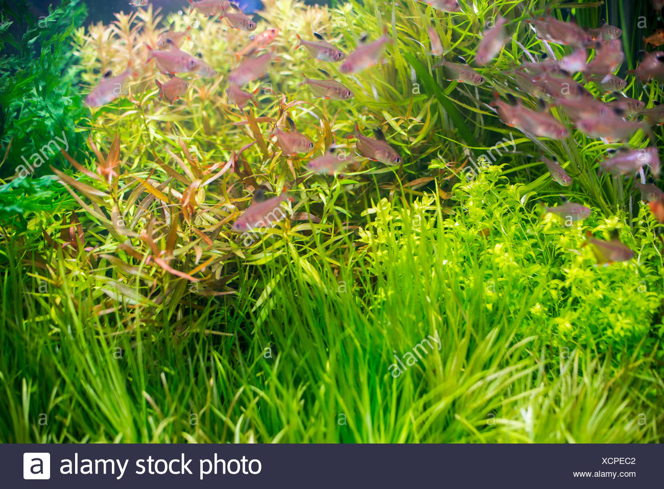 Rasbora Het Fish High Resolution Stock Photography and Images - Alamy
