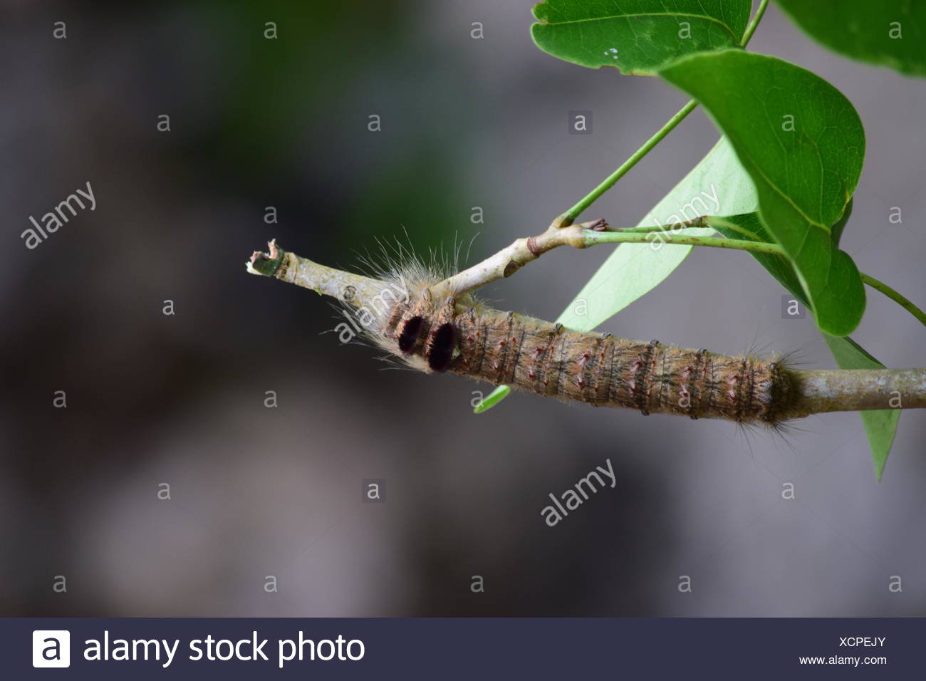 Dragonfly Caterpillar High Resolution Stock Photography and Images - Alamy